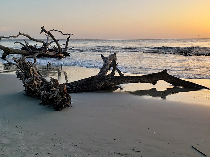 Sunset transforms fallen giants into silhouettes worthy of any art gallery, admission free.