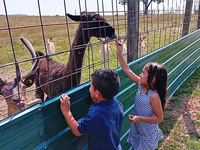 Childhood wonder in its purest form: two young explorers discovering the joy of feeding animals that are significantly taller than their parents' credit card limits.