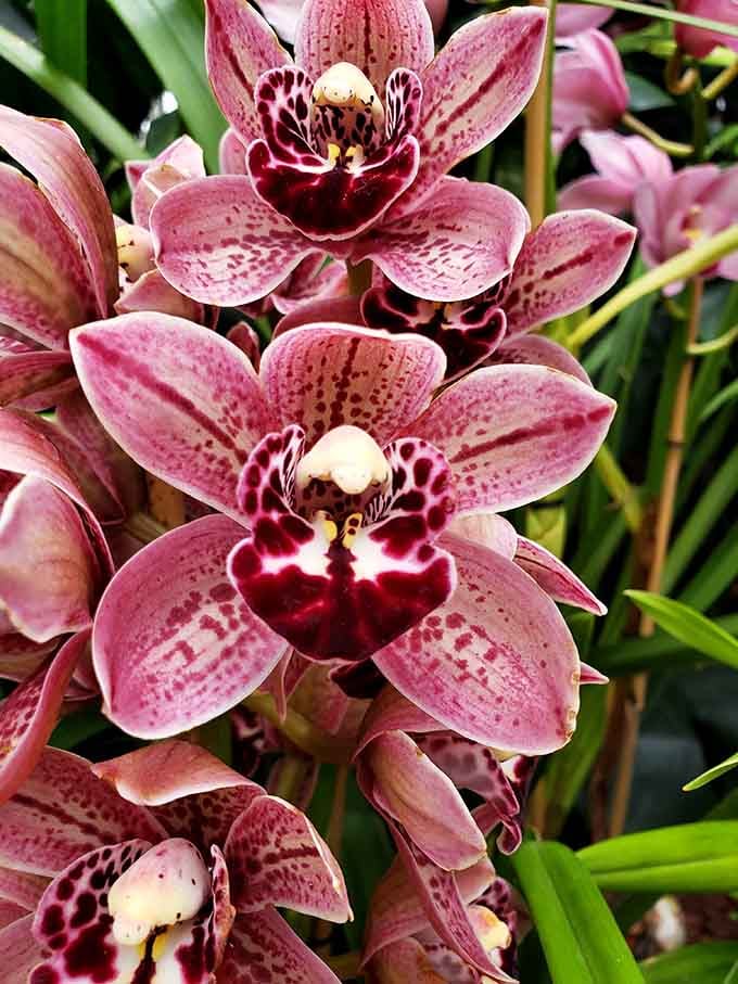 Orchids this stunning should come with a warning label: may cause excessive photography and gasping.