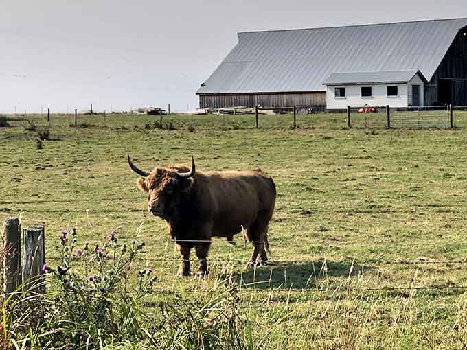 Highland cattle grazing peacefully, living their best life while you stress about email notifications back home.