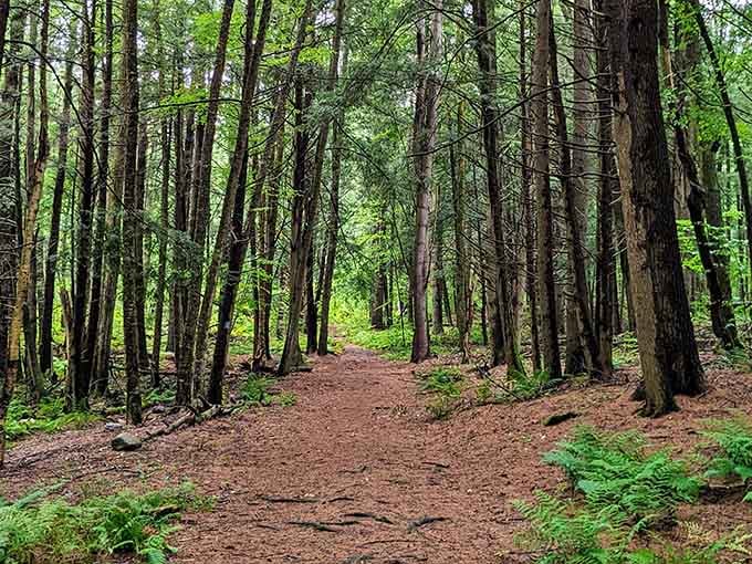 A trail that whispers, "Follow me and forget about your deadlines"&mdash;the forest's version of a meditation app.