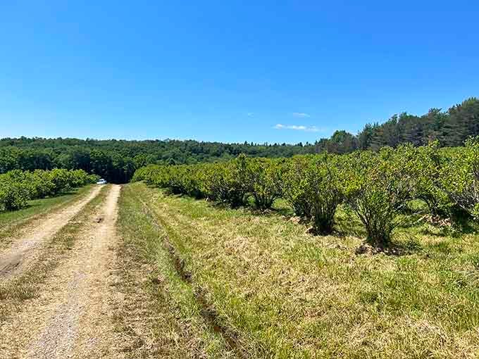 Dirt roads leading somewhere peaceful, which is exactly where you didn't know you needed to go.