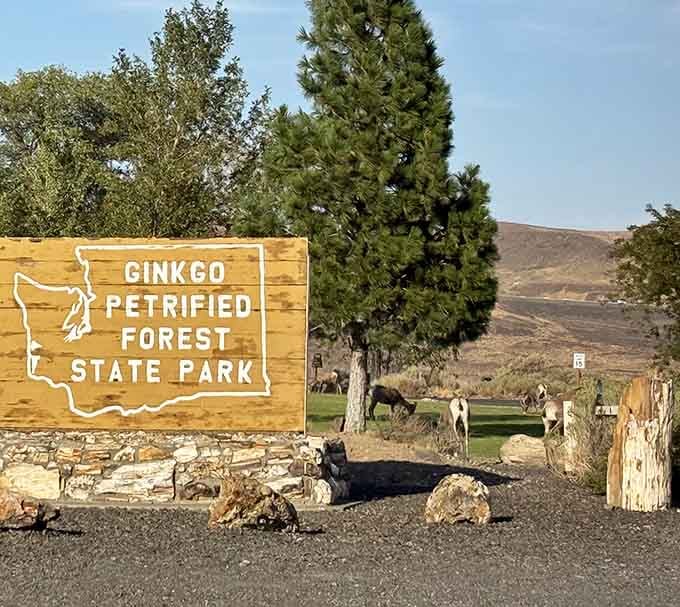 Your official welcome to a forest where the trees checked out 15 million years ago but left quite an impression.