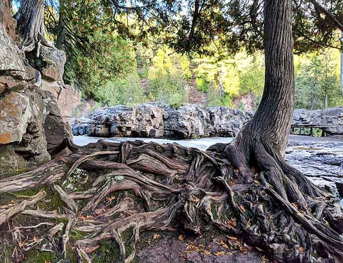 These ancient tree roots have seen more Minnesota history than any textbook could ever capture in words.
