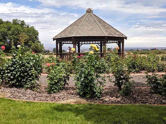 A gazebo surrounded by roses—because even small towns deserve their romantic comedy moments.