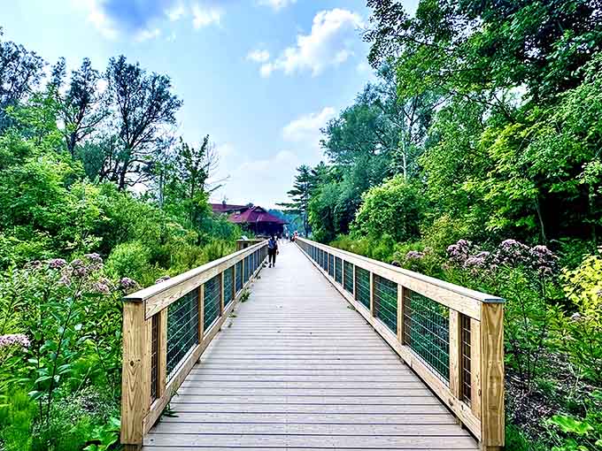 This boardwalk leads you through wetlands where every step reveals something new worth stopping to admire and photograph.