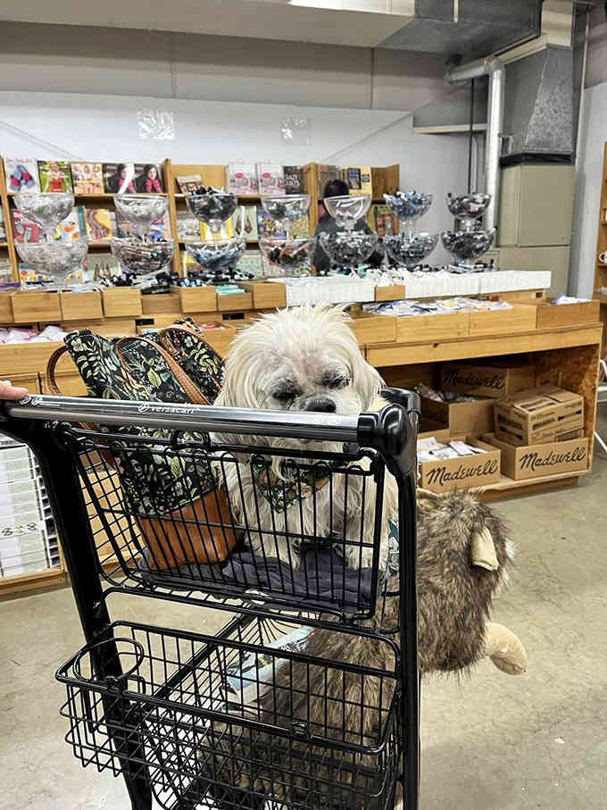 Even four-legged friends get excited about book shopping here, though their reading preferences tend toward shorter attention spans.