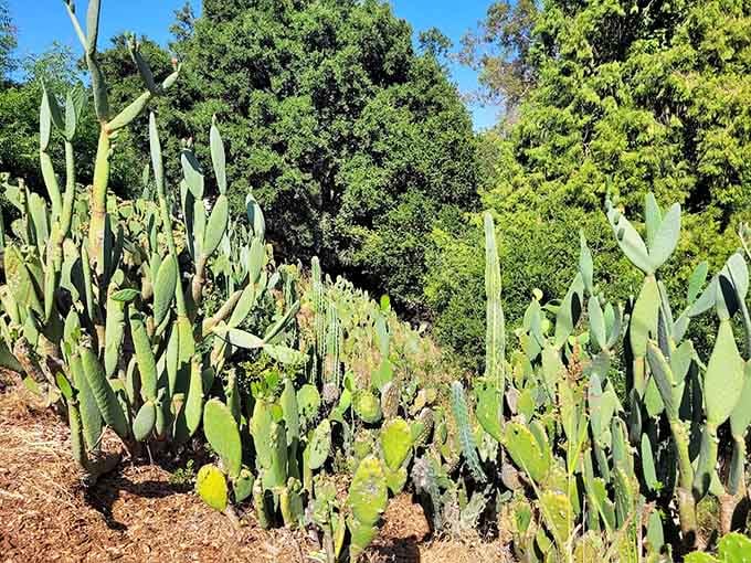 Even the cacti get a spot in this garden, because diversity makes everything more interesting, right?