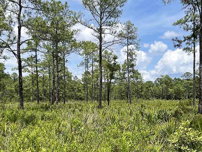 Pine flatwoods stretch endlessly, reminding you that Florida's natural beauty doesn't need a marketing campaign.