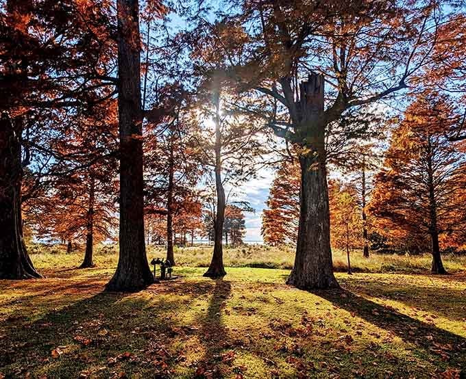 Sunlight filtering through fall foliage like nature's own stained glass window, minus the church collection plate passing by.
