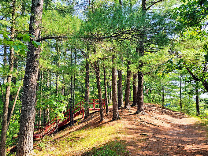 Sunlight dapples the pine-scented trails of Pier County Park. The perfect remedy for screen-tired eyes and keyboard-cramped fingers.