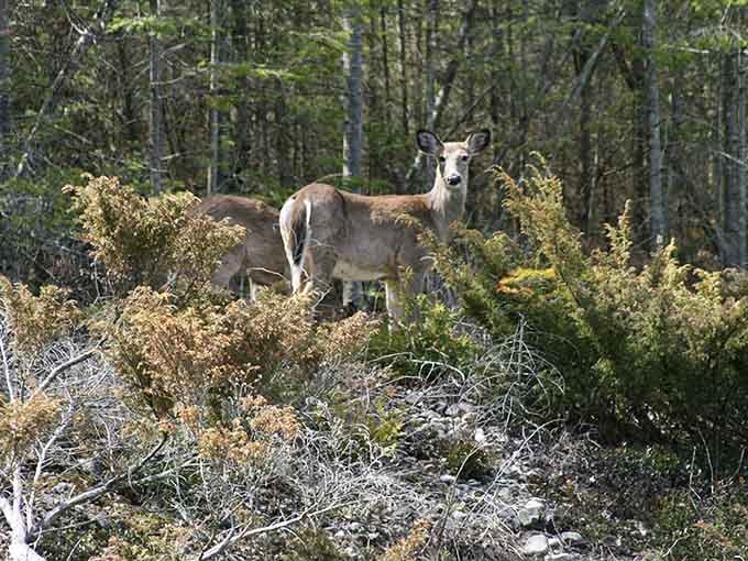 Local deer posing like they're auditioning for a nature documentary, completely unfazed by their adoring human audience.