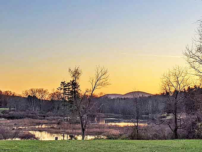 Sunset over the wetlands turns everything golden, like nature's own Instagram filter but actually real.