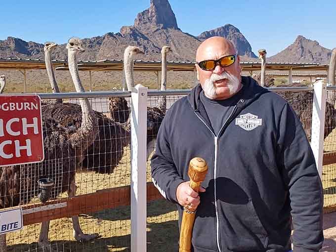 Picacho Peak provides the perfect backdrop for your new feathered friends who definitely remember you have food.