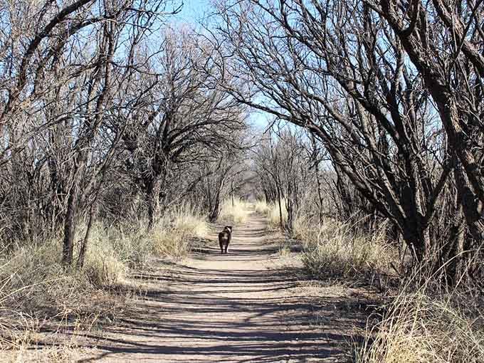 This tree-lined trail along the San Pedro River offers shade and scenery that frontier settlers surely appreciated.