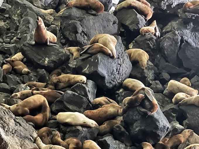 Rush hour at sea lion central, where honking means something entirely different than on the freeway.