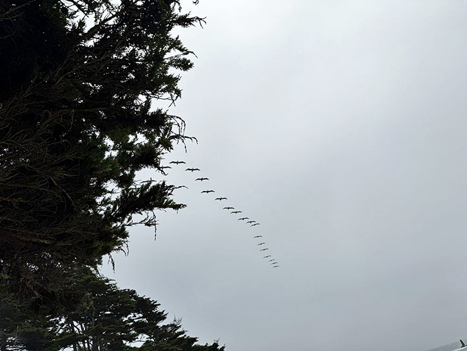 Even the birds know this place is special, flying in perfect formation like they're auditioning for a nature documentary.