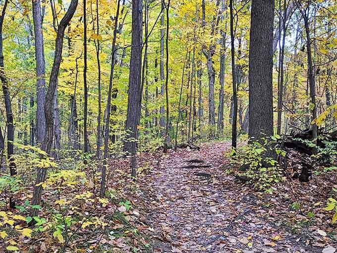 Forest trails that make you forget you're still close enough to civilization to get pizza delivered later.