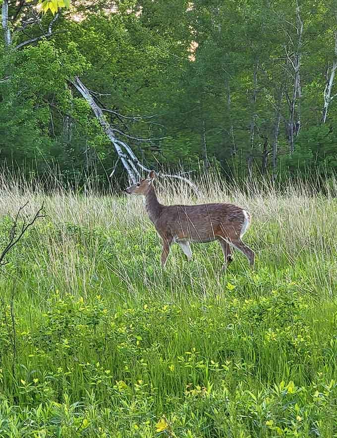 Local residents wander the grasslands freely, unbothered by your camera and completely unimpressed by your hiking boots.