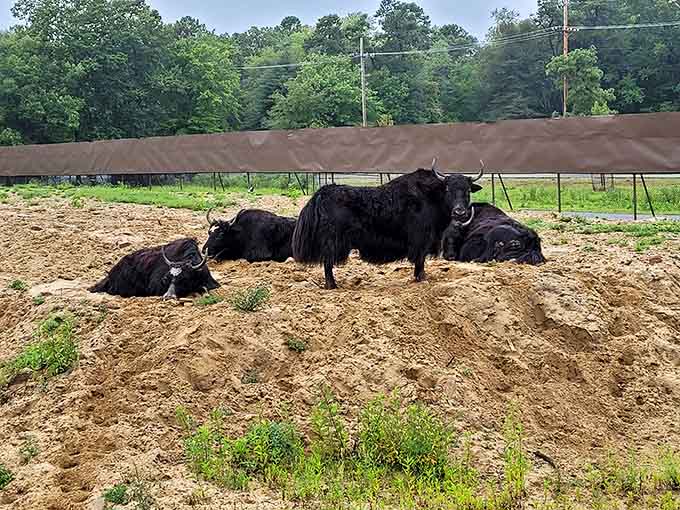 Shaggy yaks relaxing in the summer heat, looking like they're contemplating life's deeper mysteries together.