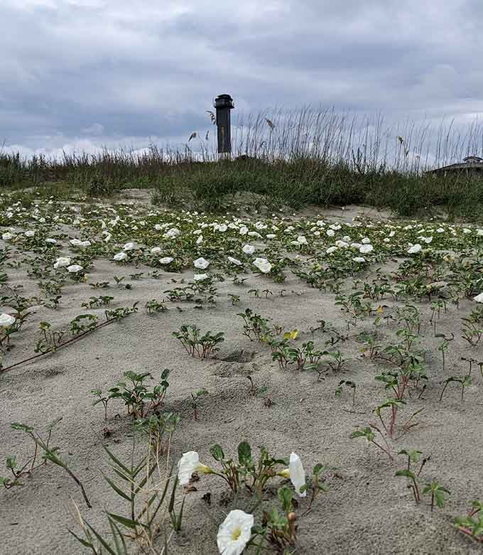 Wild beach roses carpet the dunes beneath this towering guardian, creating an unexpected garden at the feet of concrete and steel.