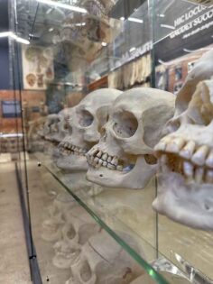 Body Split Museum There's A Museum Full Of Bones Hiding In New York And It's Fascinating