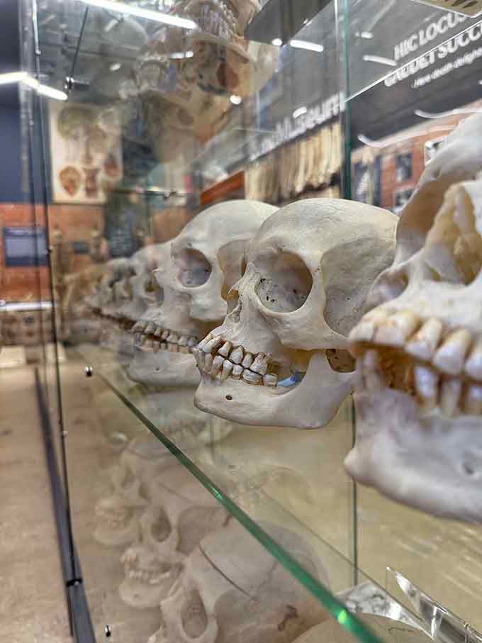 Up close with primate skulls that make you think about evolution, ancestry, and why we're all obsessed with selfies.