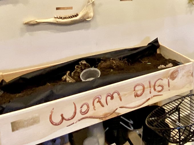 "Worm Dig" promises hands-on exploration that'll either cure your bug phobia or confirm it, no middle ground here.