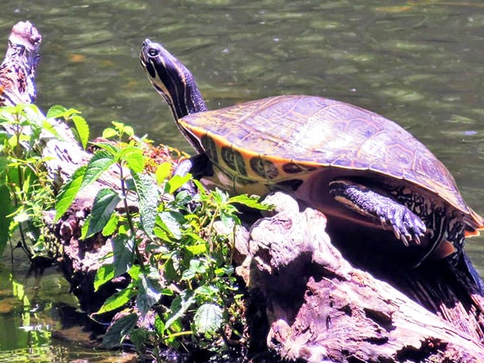 This sunbathing turtle has mastered the art of work-life balance better than most Fortune 500 executives.