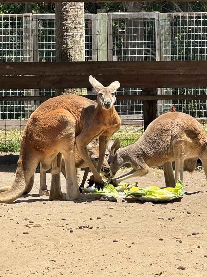 Kangaroos in Florida make about as much sense as snow in Miami, yet here they are, looking perfectly content in the Sunshine State.