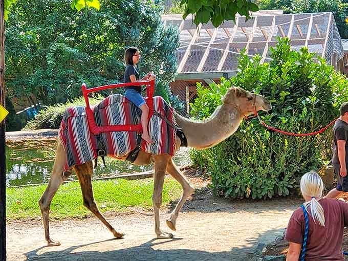 Camel rides transform ordinary kids into desert explorers, no passport or sand dunes required for this adventure.
