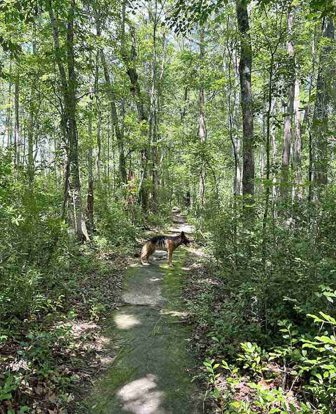 Even the four-legged visitors know this trail leads somewhere special, tails wagging all the way there.