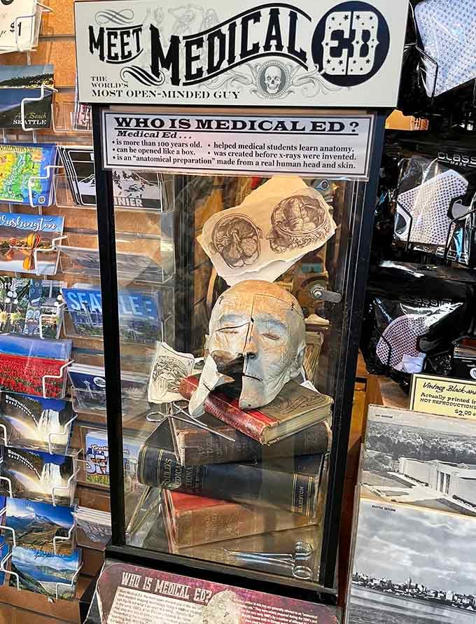 Meet Medical Ed, the anatomical preparation that's been teaching lessons and raising eyebrows for generations of curious visitors.