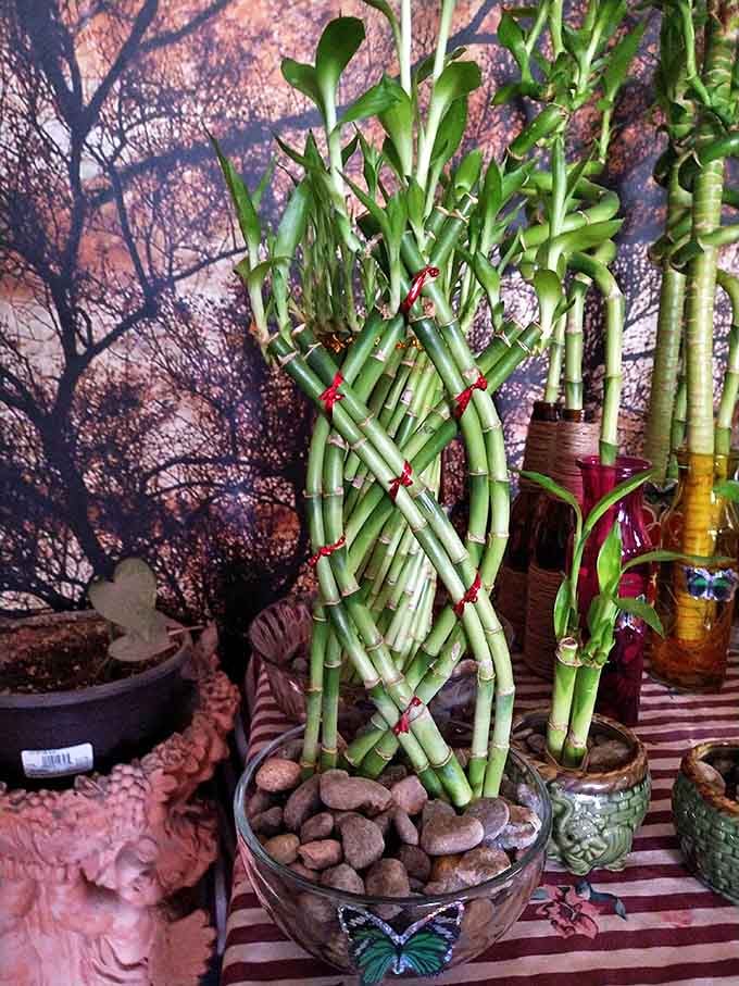 Lucky bamboo arranged with artistic precision. These green stalks promise good fortune, or at minimum, something alive that's nearly impossible to kill.