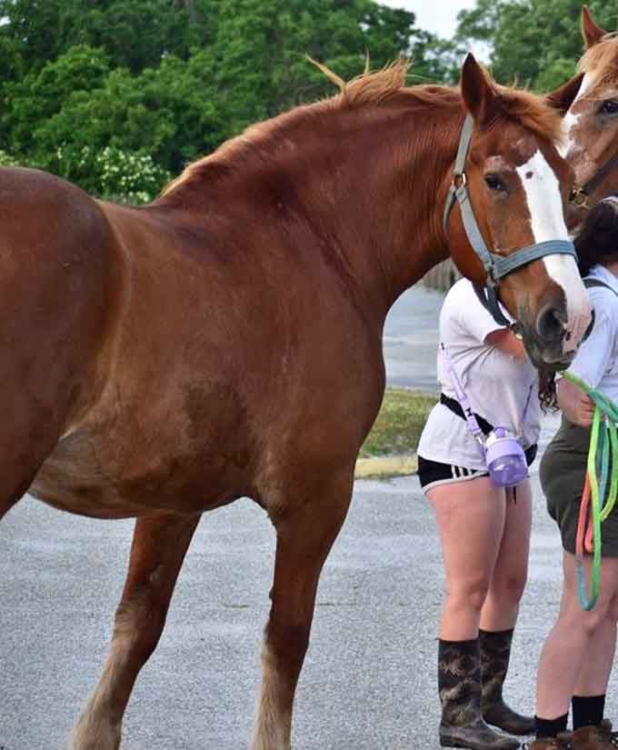 Even the horses know Harkness is special. When your state park is fancy enough to host equestrian events, you're definitely not in your average public green space.