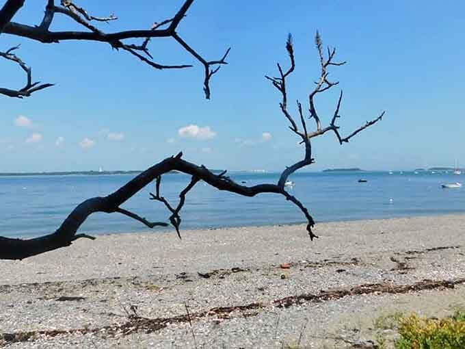 Driftwood frames the beach like nature's own sculpture, creating Instagram moments that don't need any fancy filters.