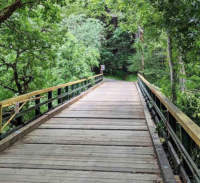 This wooden bridge stretches into lush greenery where ferns and moss create their own little rainforest ecosystem.