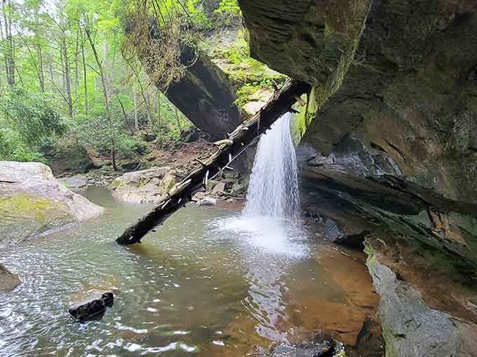 A fallen log adds character to this woodland scene, proving even nature appreciates a good conversation piece.