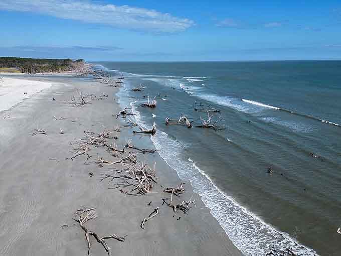 Driftwood sculptures dot the shoreline like abstract art, each piece carved by waves into something wonderfully unexpected and wild.