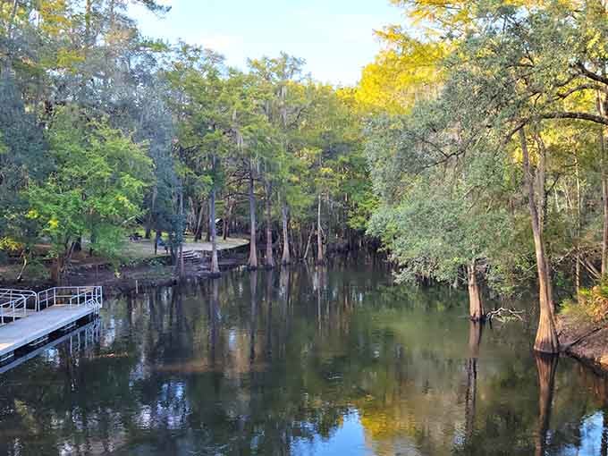 Cypress knees poke through glassy reflections creating a scene so peaceful it could lower your blood pressure instantly.