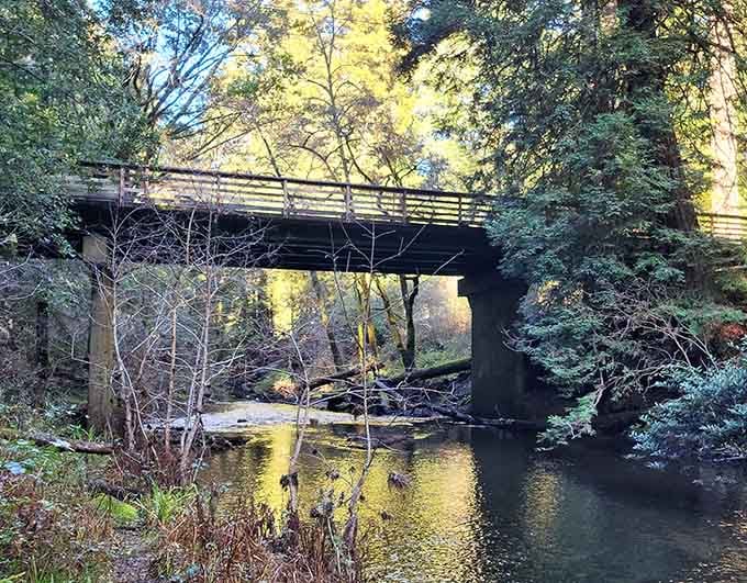 Sunlight filters through the canopy above this peaceful crossing, painting dappled shadows across the weathered planks below.