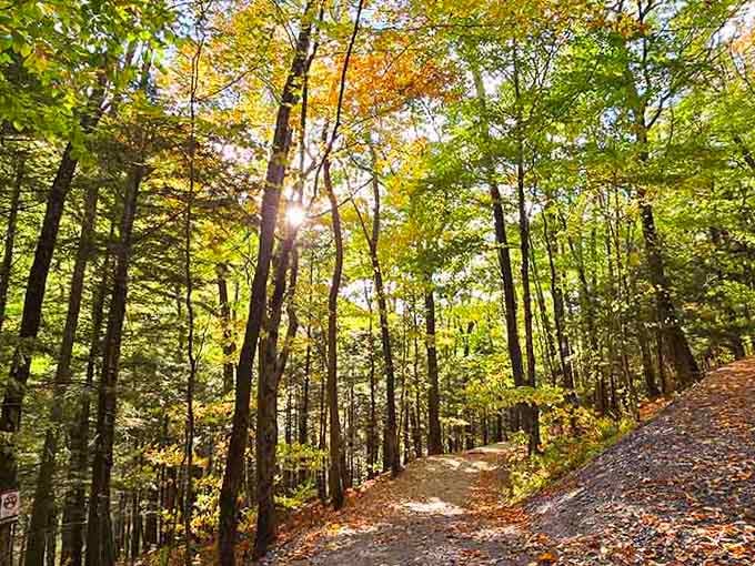 Sunlight filtering through autumn leaves creates the kind of scene that makes your camera roll look like art.