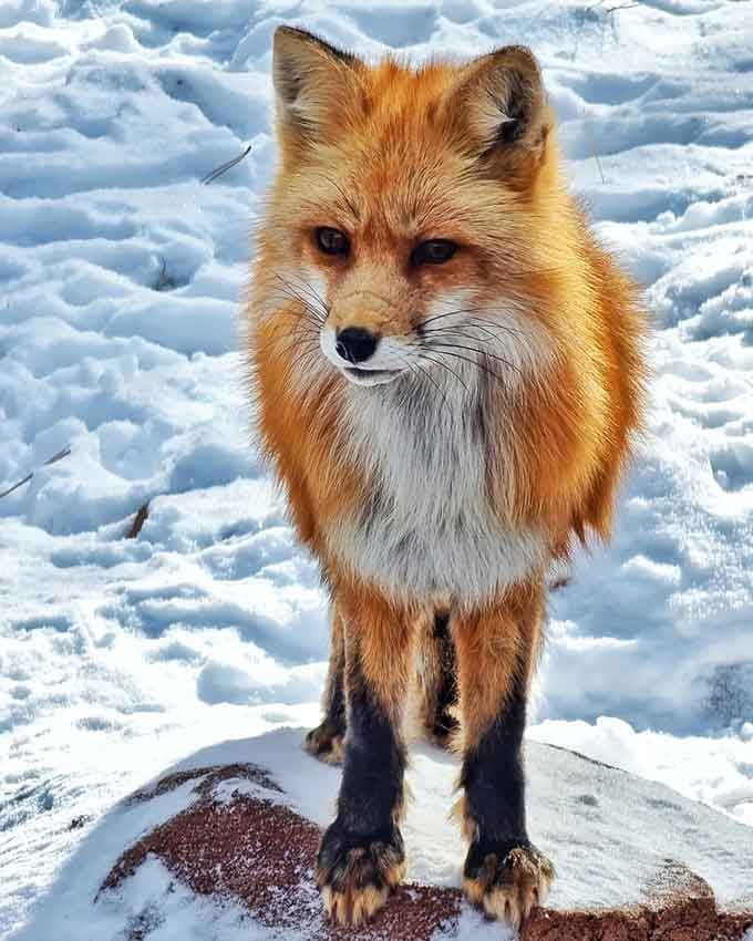 This red fox poses like it knows exactly how photogenic it is against the snow, basically Arizona's top model.