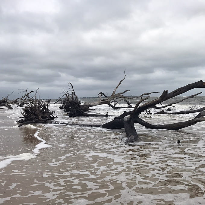 Moody skies and fallen trees create drama that would make any film director jealous of the composition.