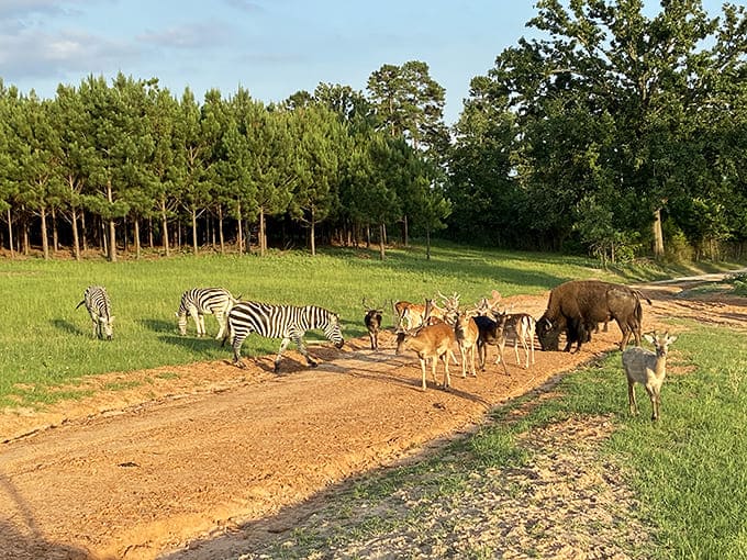 Not your average Texas ranch! These zebras and exotic animals make you double-check your GPS to confirm you're still in the Lone Star State.