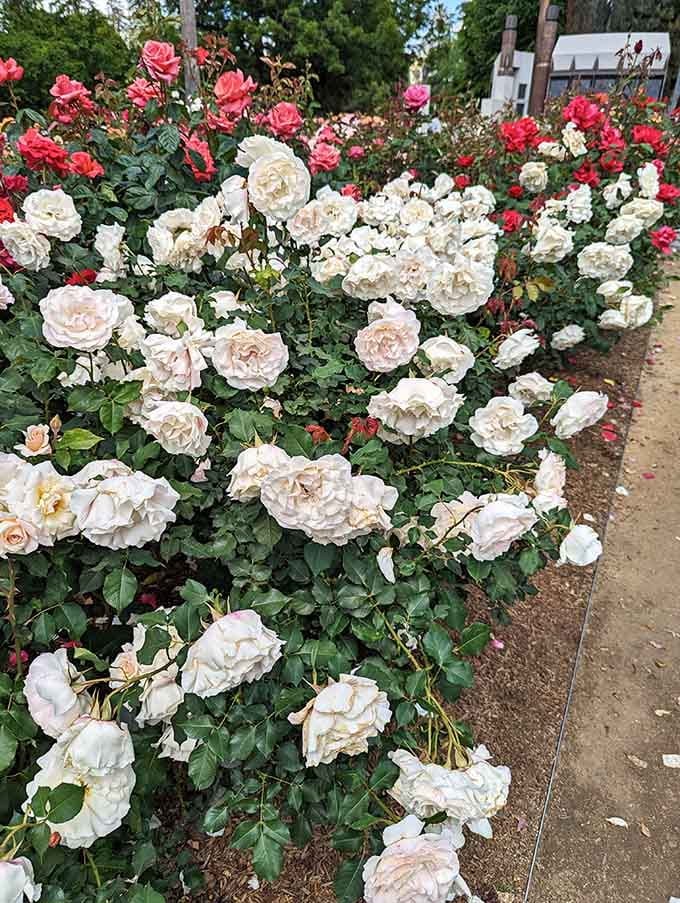 Pristine white roses clustered together like they're posing for their own botanical portrait.