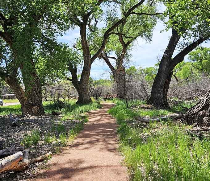 These cottonwood-lined trails offer shade so generous, you'll forget you're in the desert for entire minutes at a time.