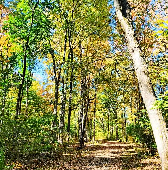 Fall foliage creating a tunnel of gold that belongs on a motivational poster about finding your path.