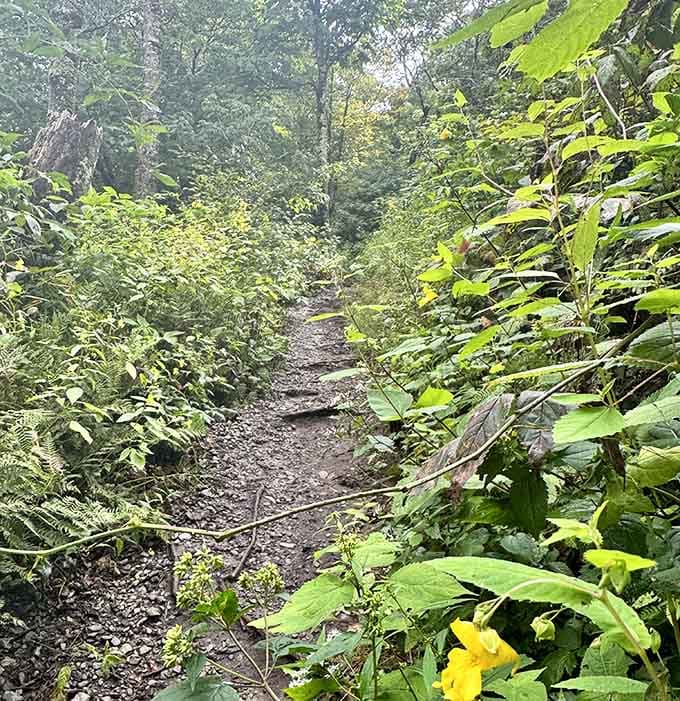 The trail winds upward through greenery so lush it practically hums with life and possibility.
