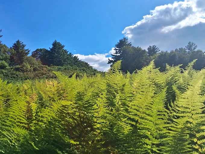 Ferns reaching for the sky while clouds drift lazily overhead, nature's version of perfect interior decorating.